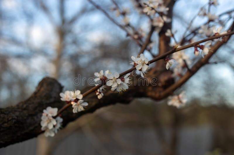 Spring Blooming Trees in Full Glory Stock Photo - Image of landscape ...