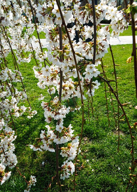 Spring Blooming Trees in the Park Stock Image - Image of autumn ...