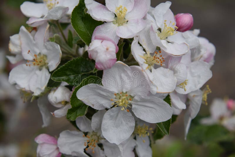 Spring blooming trees stock image. Image of branches - 180107477