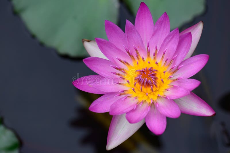 Water lilies stock photo. Image of lilies, leaves, design - 112759170