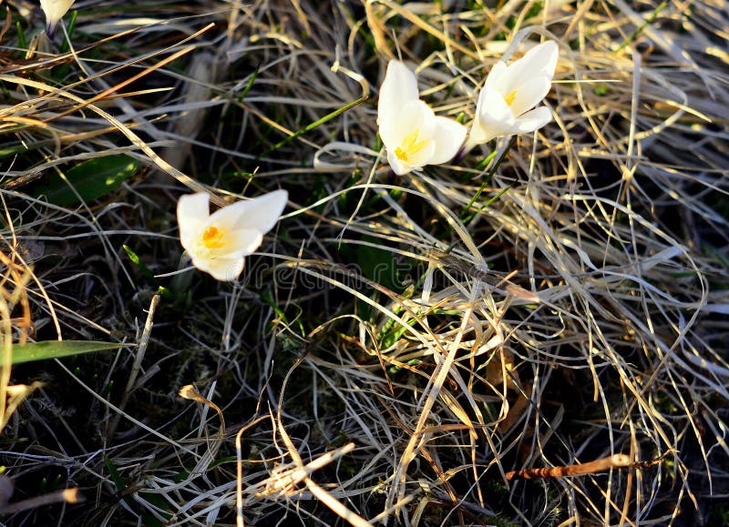 Spring Blooming White Crocuses Stock Photo - Image of white, view ...