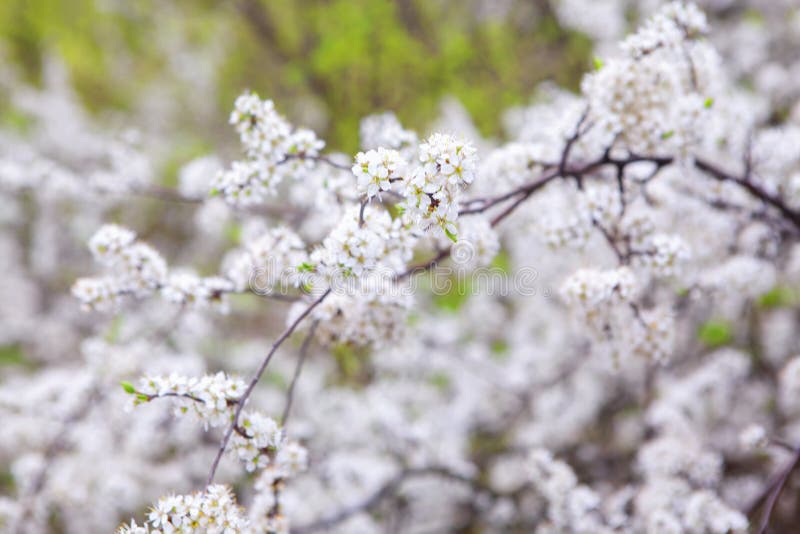 Spring white flowers stock image. Image of branch, spring - 114660675