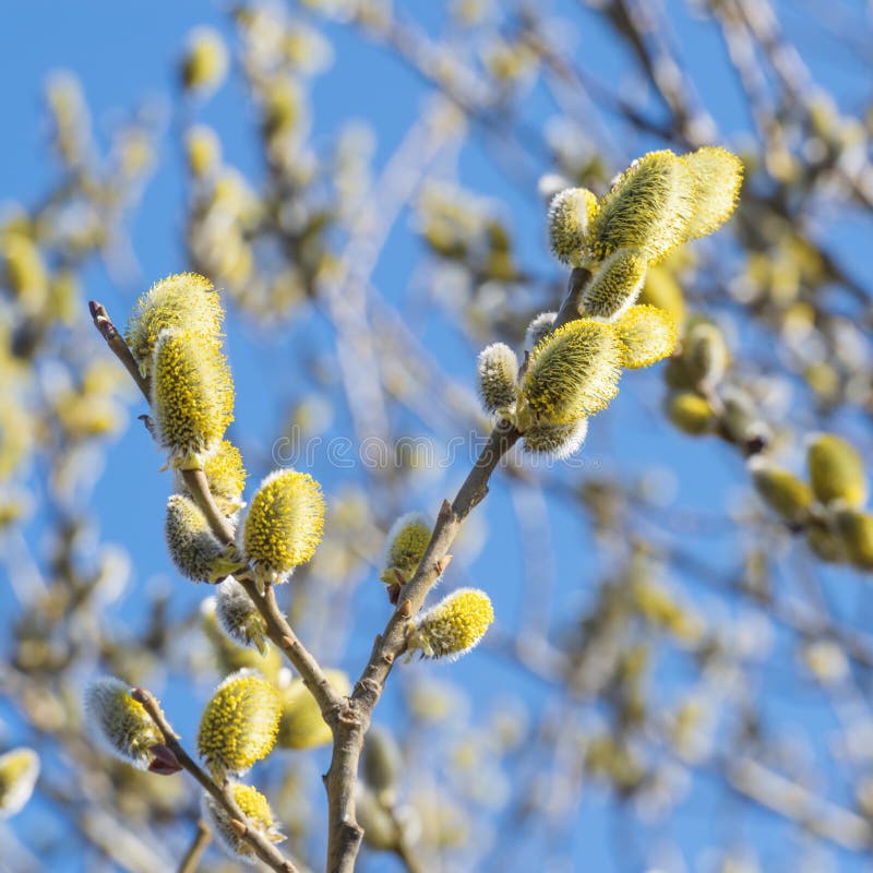 Spring Blooming Willow Tree Stock Photo - Image of soft, spring: 213342262