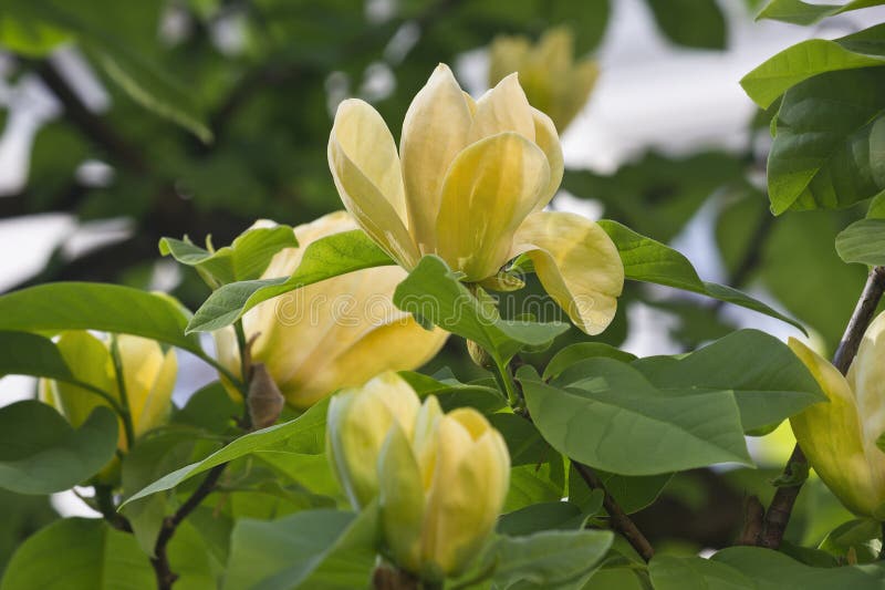 Spring Blooming Yellow Magnolia Tree Stock Image - Image of vegetation ...
