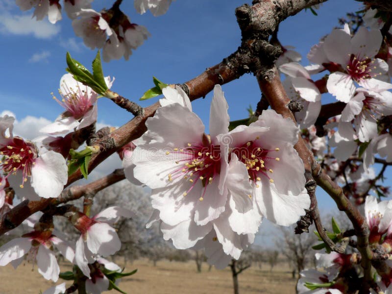 Spring blooms stock photo. Image of nutty, bloom, fresh - 1101530