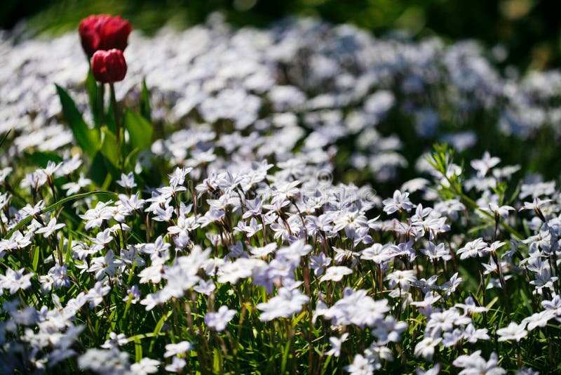 Spring Blooms stock image. Image of spring, bloom, seasonal - 20050849