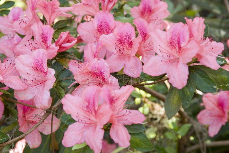Spring Blooms stock image. Image of azalea, pink, flowers - 609579
