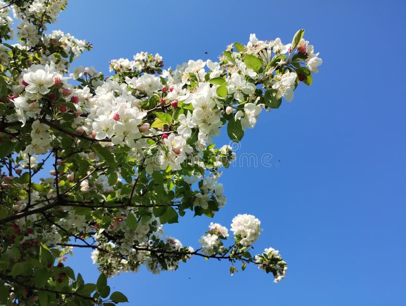 Spring Blooms Apple Flower, Malus Evereste Stock Photo - Image of ...