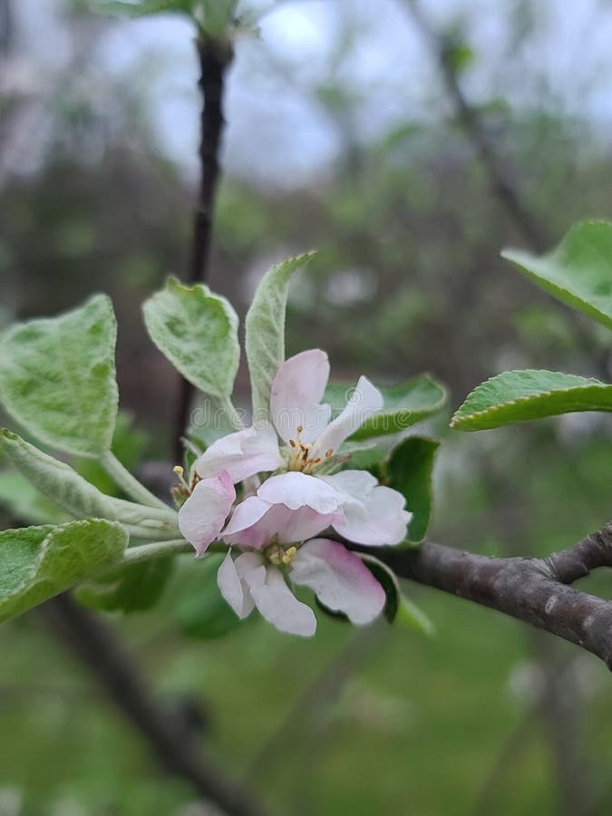Spring Blooms Apple Tree Blossoms Stock Photo - Image of wildflower ...