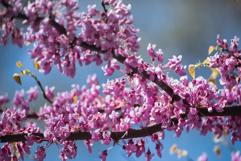 Spring blooms stock photo. Image of blossom, petal, natural - 53769972