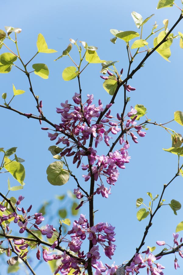 Judas Tree stock photo. Image of tree, blooming, scenic - 40085570
