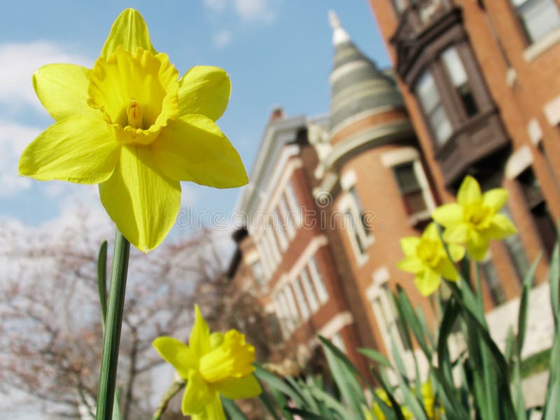 Spring Blooms in the City stock photo. Image of closeup - 643386