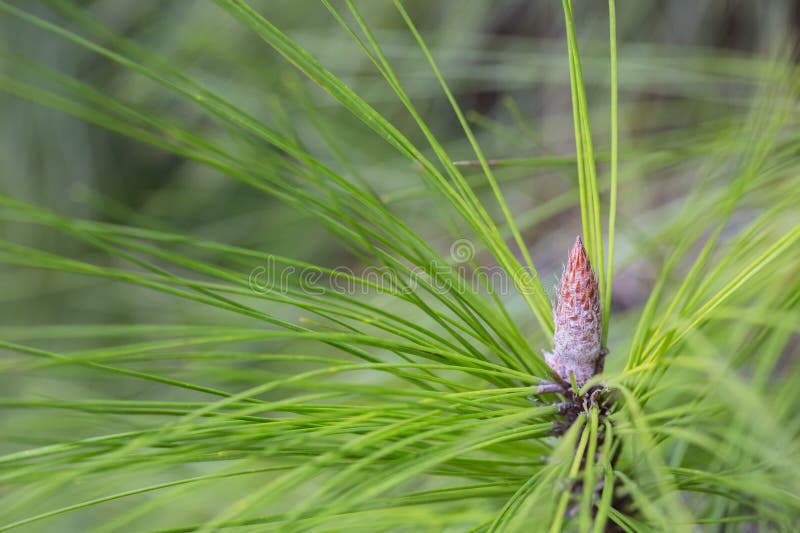 Spring Blooms in Spring. Coniferous Tree with New Budding Cones Close ...