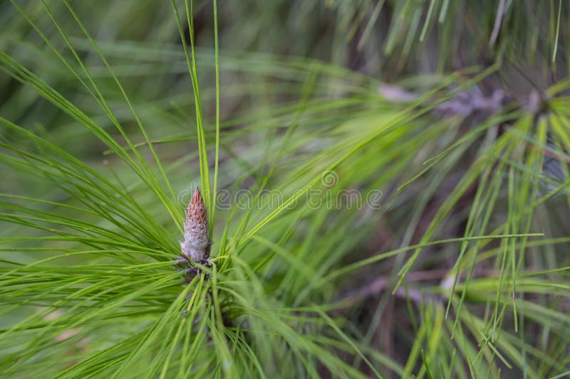 Spring Blooms in Spring. Coniferous Tree with New Budding Cones Close ...