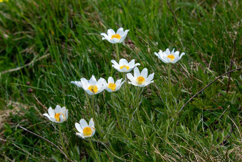 Spring Blooms Explosion of Colors in Gardens and Meadows Stock Image ...