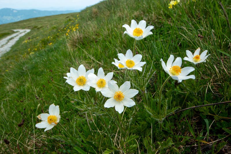 Spring Blooms Explosion of Colors in Gardens and Meadows Stock Photo ...