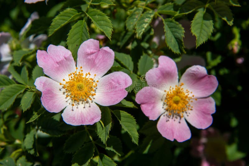 Spring Blooms Explosion of Colors in Gardens and Meadows Stock Photo ...