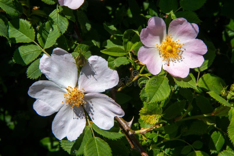 Spring Blooms Explosion of Colors in Gardens and Meadows Stock Photo ...