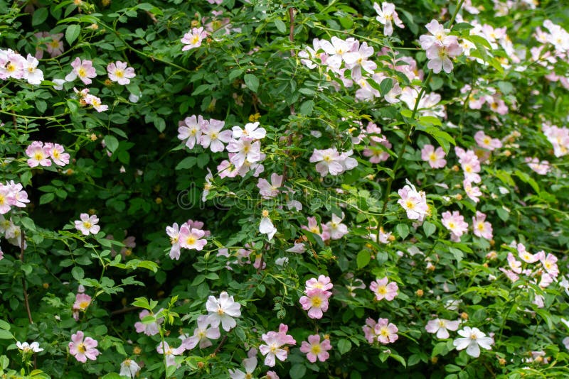 Spring Blooms Explosion of Colors in Gardens and Meadows Stock Photo ...