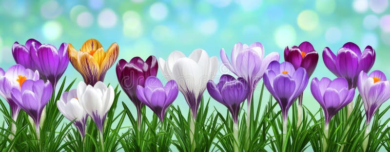 Spring Blooms Featuring Crocus Flowers Emerging from the Grass ...