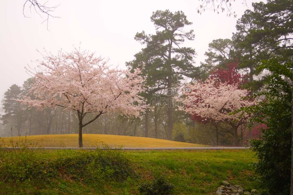 Spring Blooms at a Golf Course Stock Photo - Image of bloom, blooms ...
