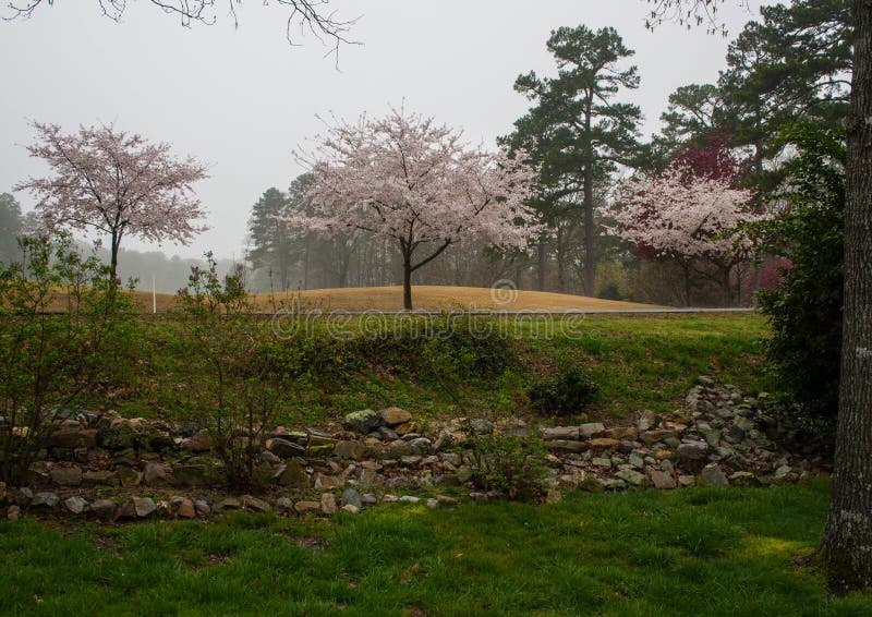 Spring Blooms at a Golf Course Stock Photo - Image of bloom, vibrant ...