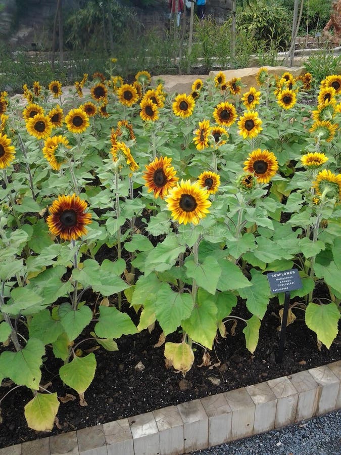Spring Blooms in May stock photo. Image of perez, hike - 246839638