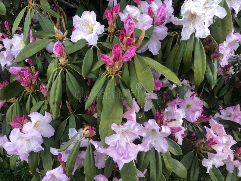 Spring Blooms in May stock photo. Image of colonel, long - 246963600