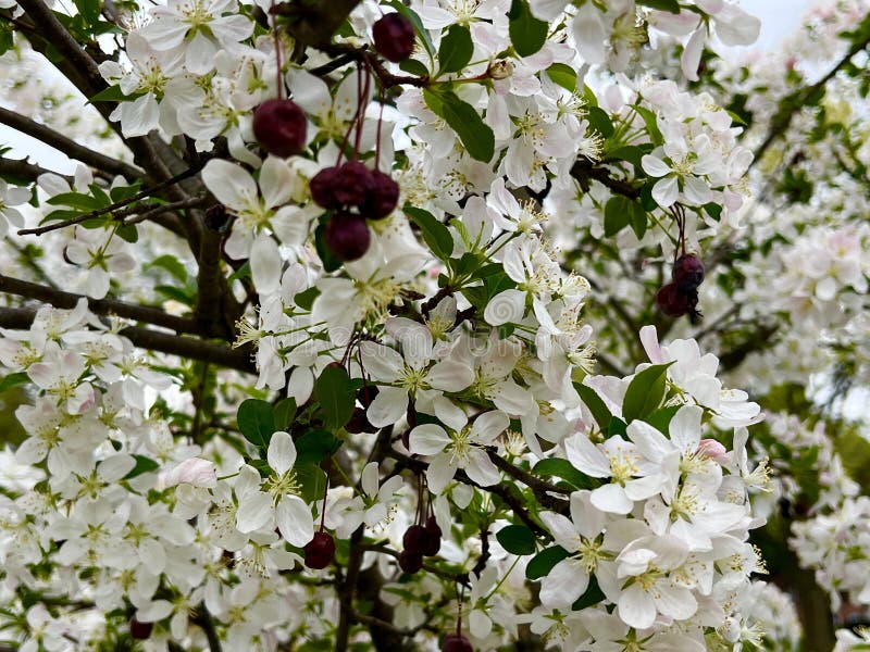 Spring Blooms in Pennsylvania Stock Photo - Image of spring ...