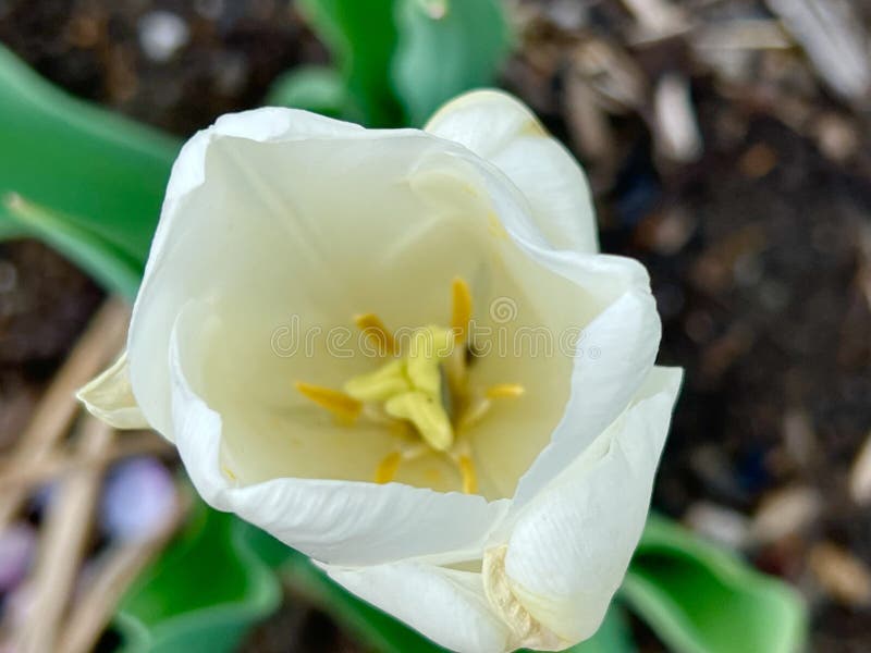 Spring Blooms in Pennsylvania Stock Image - Image of produce, places ...