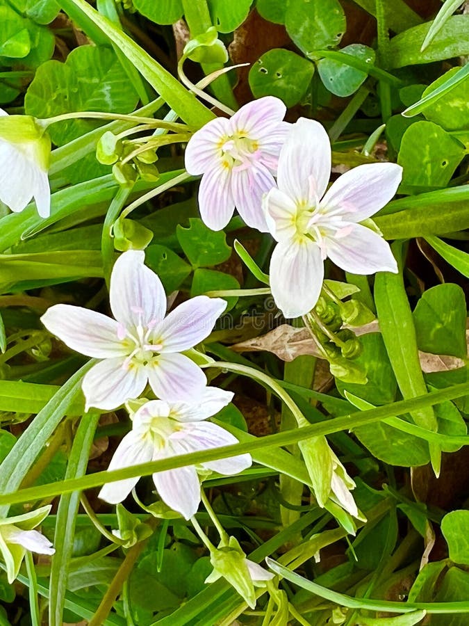 Spring Blooms in Pennsylvania Stock Image - Image of nature, green ...