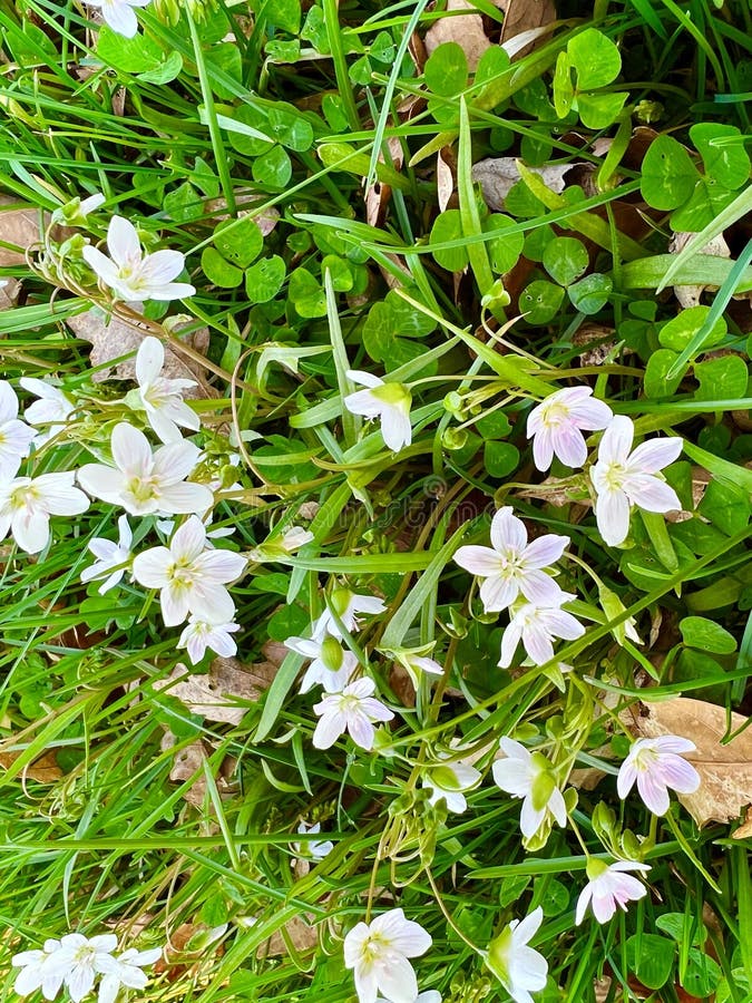 Spring Blooms in Pennsylvania Stock Photo - Image of petal, 2023: 278063972