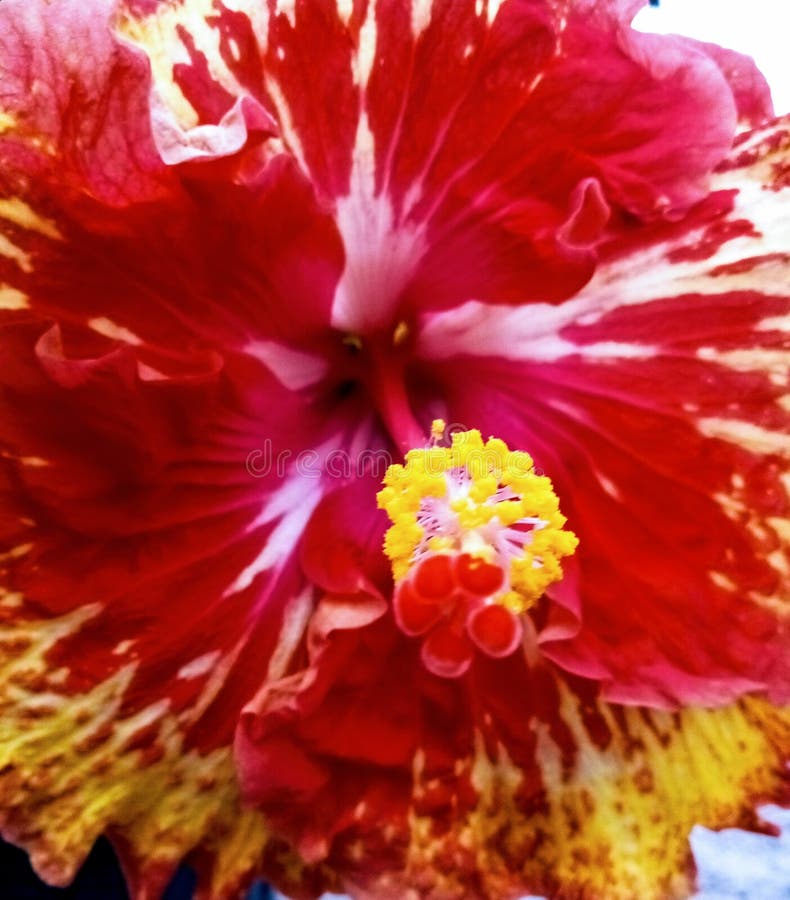 Spring Blooms in South Texas Stock Image - Image of sunshine, flowers ...