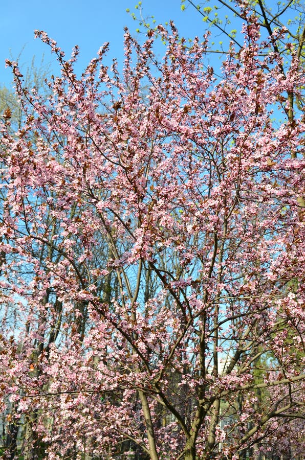 Spring Flowering Branches, Pink Flowers, No Leaves, Blossoms. Stock ...
