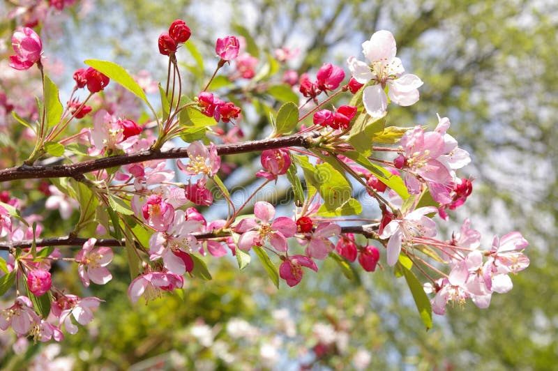 Spring Blossom 03 stock photo. Image of bloom, twigs, sunshine - 146974