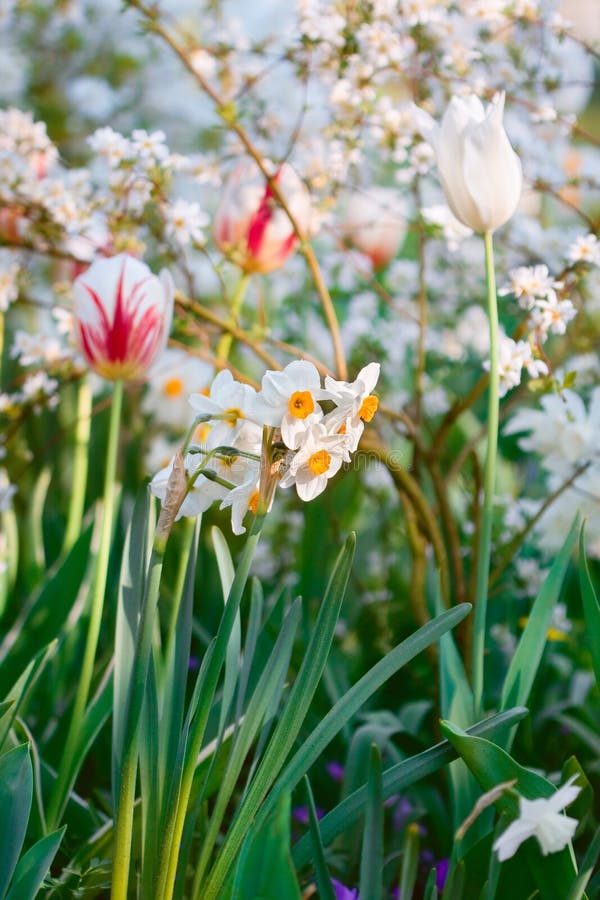 Spring blossom stock image. Image of foliage, beauty - 13212189