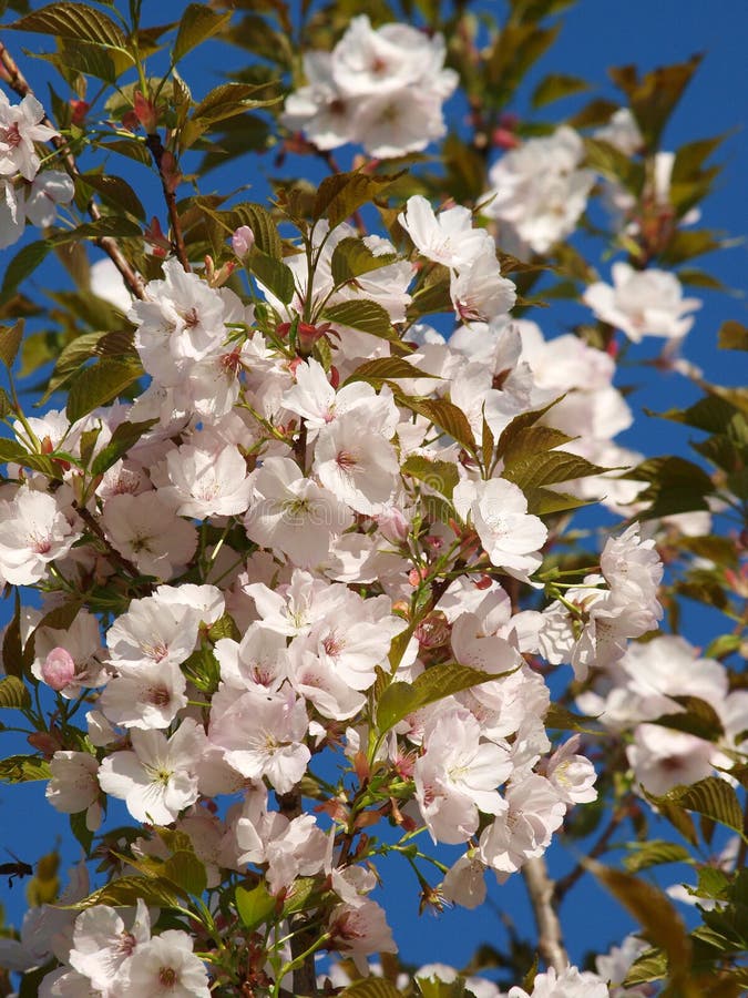 Spring Blossom stock photo. Image of green, leaves, flowers - 13510832
