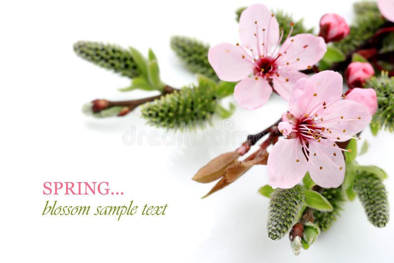 Cheerful daisy border stock photo. Image of bloom, nature - 5213032