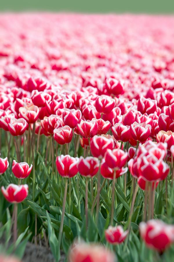 Spring blossom stock photo. Image of closeup, easter - 19688446