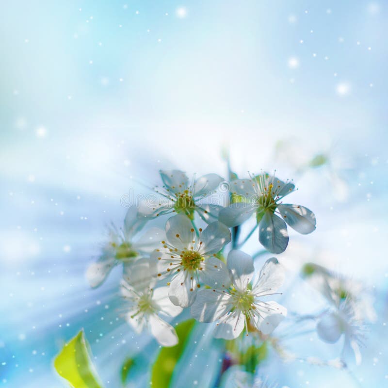 Spring blossom stock photo. Image of flowers, cherry - 25261992