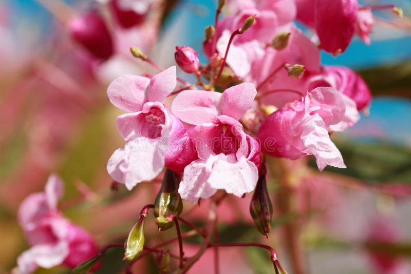 Spring blossom stock photo. Image of detail, pink, freshness - 3851282