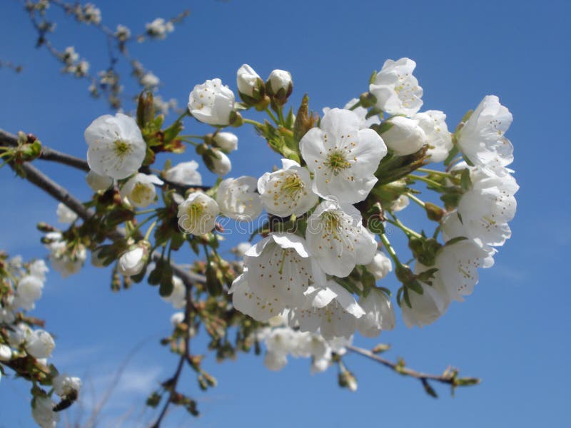 Spring blossom stock image. Image of petal, floral, seasonal - 4746883