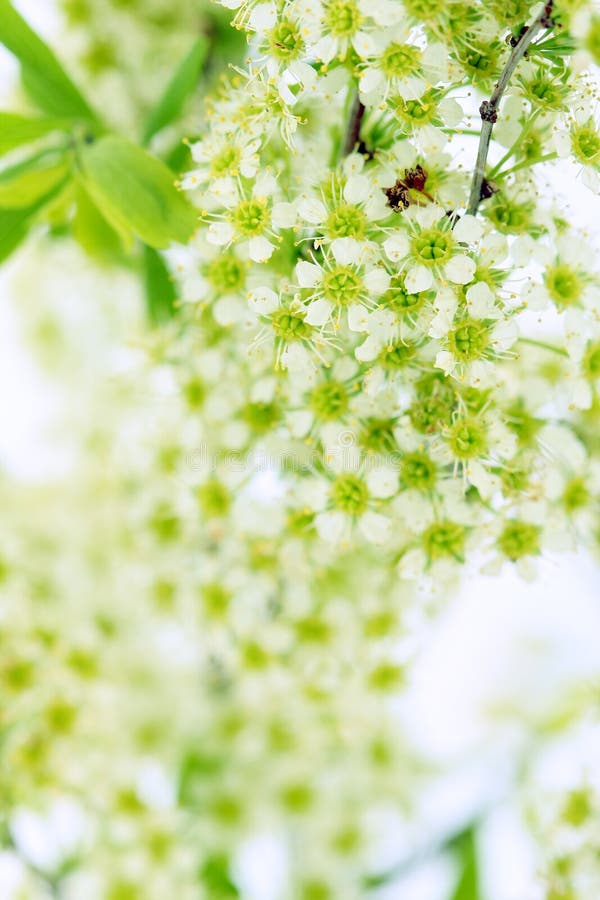 Spring blossom stock image. Image of pollen, garden, bright - 5302607