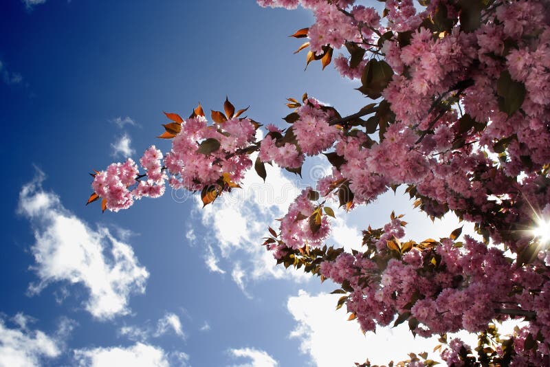 Spring blossom stock photo. Image of life, color, blossom - 6092288
