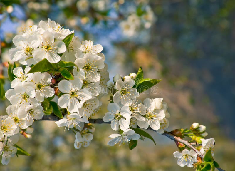 Spring blossom stock image. Image of nature, spring, revival - 9162331