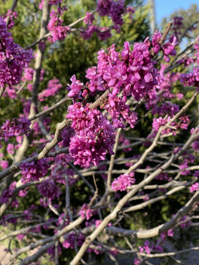 Spring Blossom. American Redbud Flowers Stock Image - Image of ...