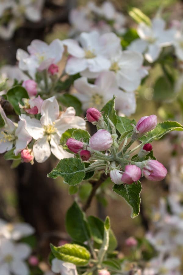 Spring Blossom Apple Tree Branch Stock Image - Image of blooming ...