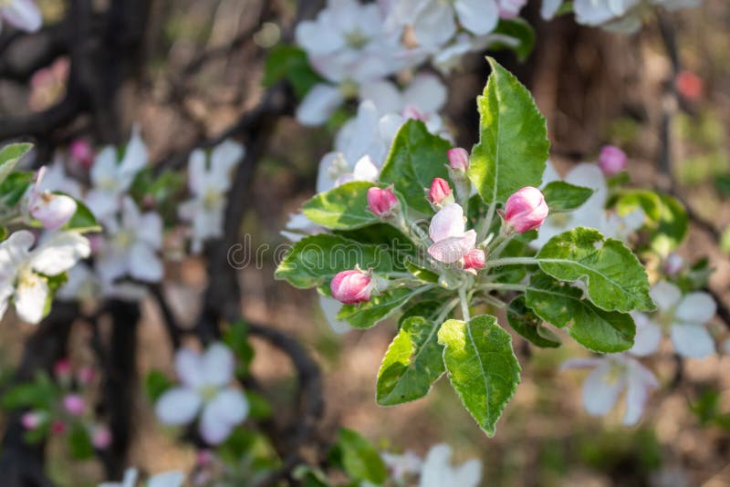 Spring Blossom Apple Tree Branch Stock Photo - Image of garden, leaf ...