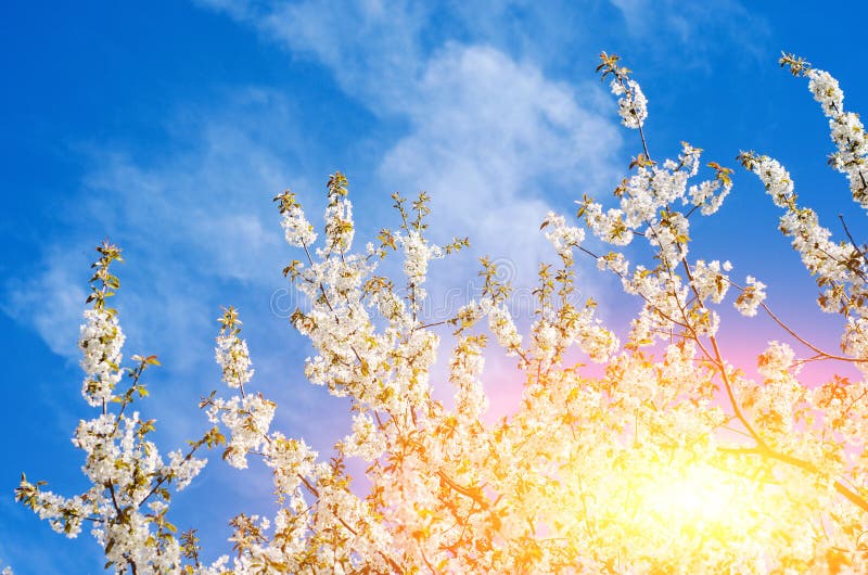 Spring Blossom Against Blue Sky Stock Photo - Image of growth, blooming ...