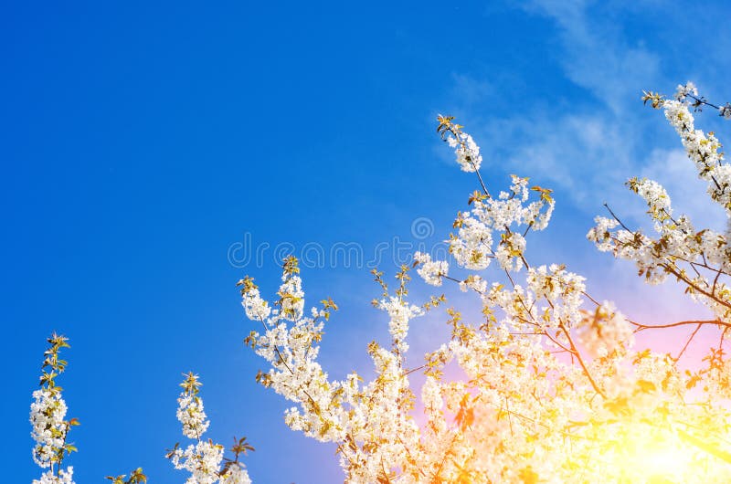 Spring Blossom Against Blue Sky Stock Photo - Image of colorful, nature ...